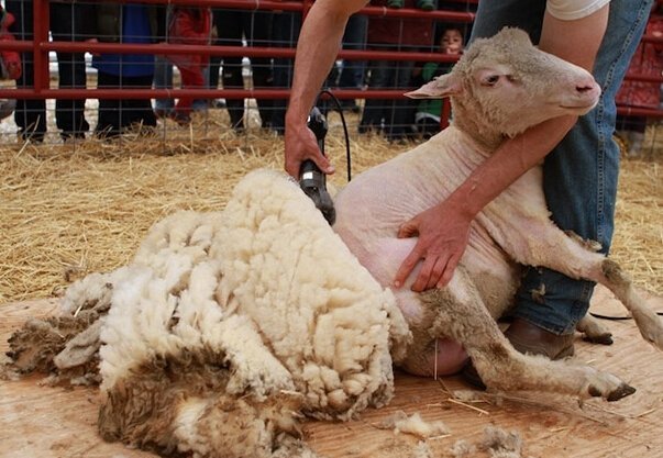 Sheep Shearing Day - Hardys Animal Farm
